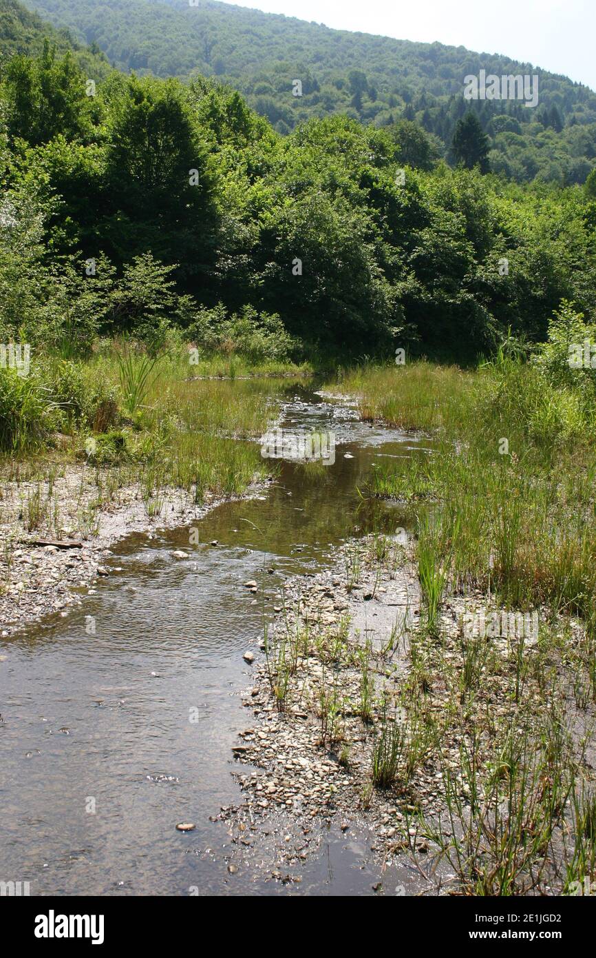 Plants growing along a stream in Romania Stock Photo - Alamy