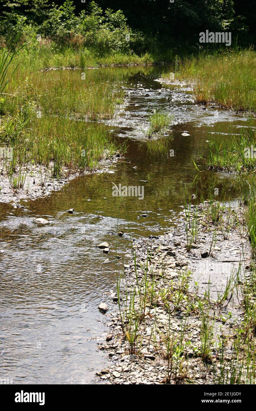 Plants growing along a stream in Romania Stock Photo - Alamy
