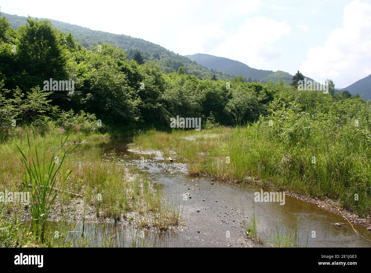Plants growing along a stream in Romania Stock Photo - Alamy
