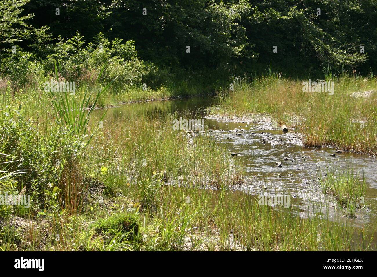 Plants growing along a stream in Romania Stock Photo - Alamy