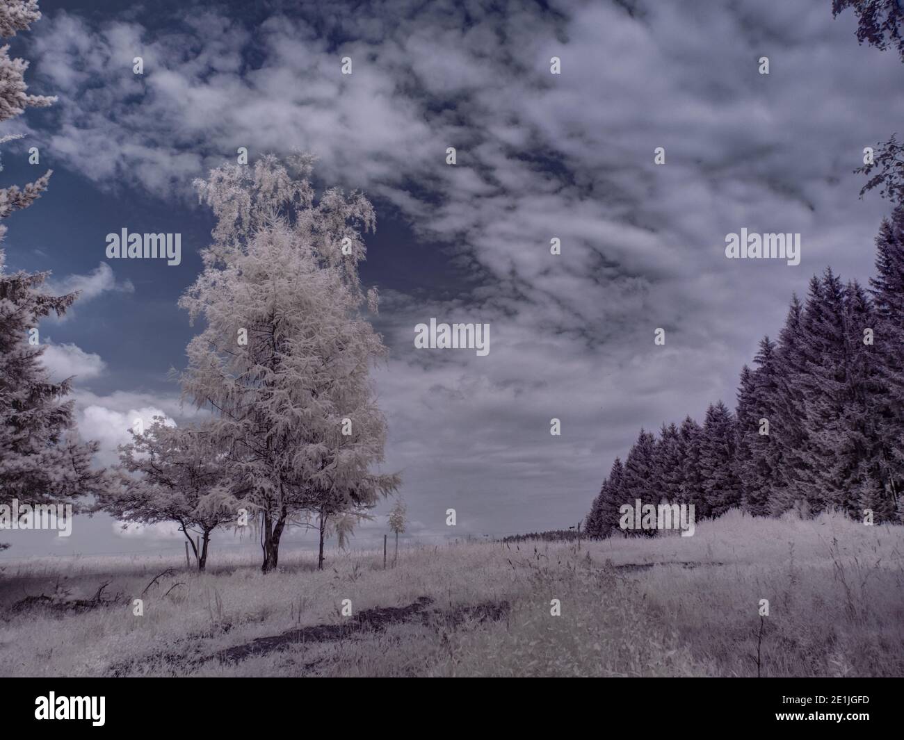 infrared photography - ir photo of landscape with tree under sky with ...