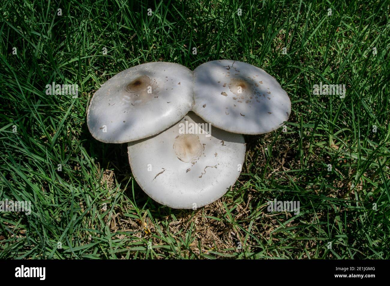 Seta gourmet hi-res stock photography and images - Alamy