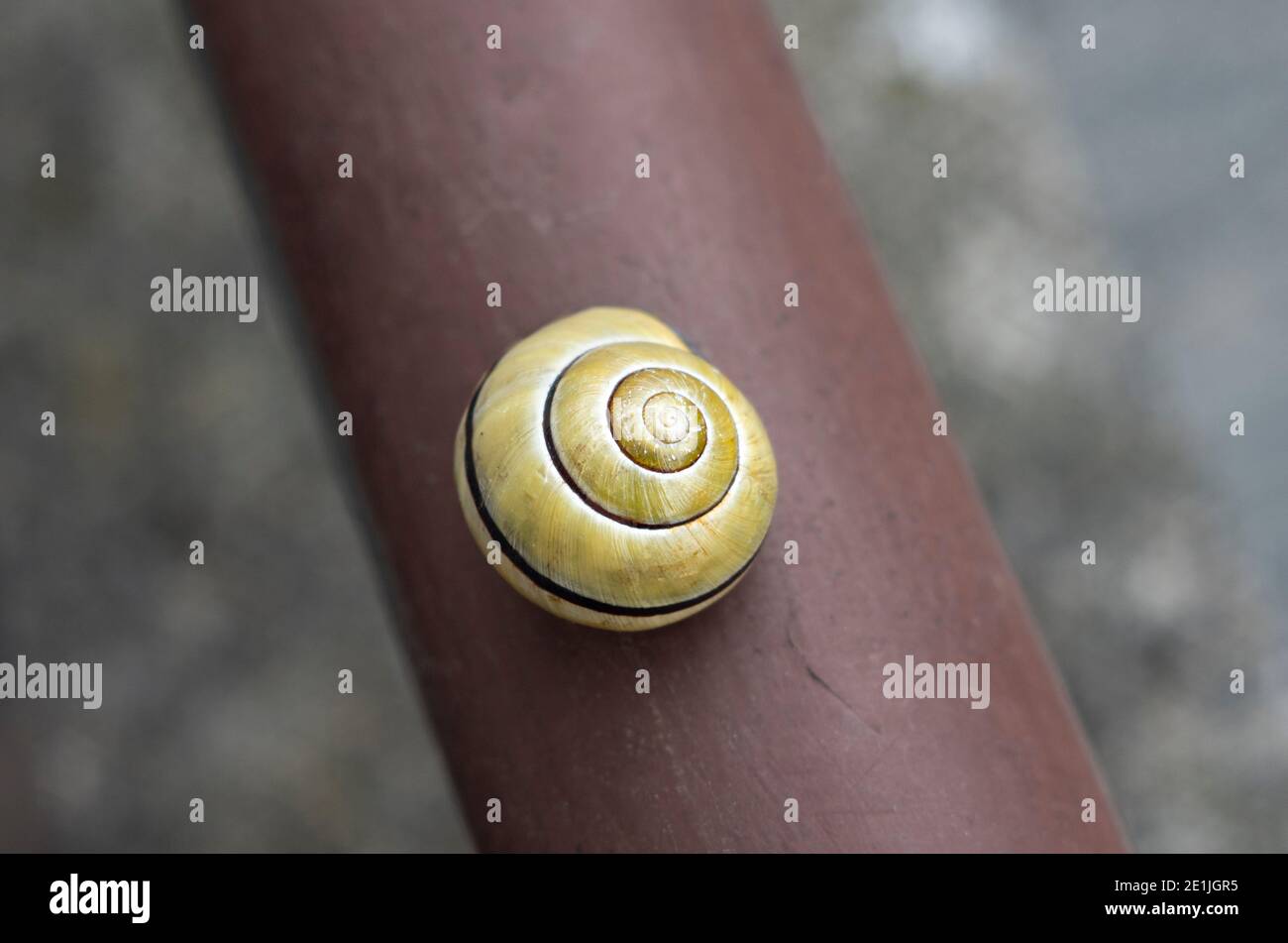 Helical Stripe High Resolution Stock Photography and Images - Alamy