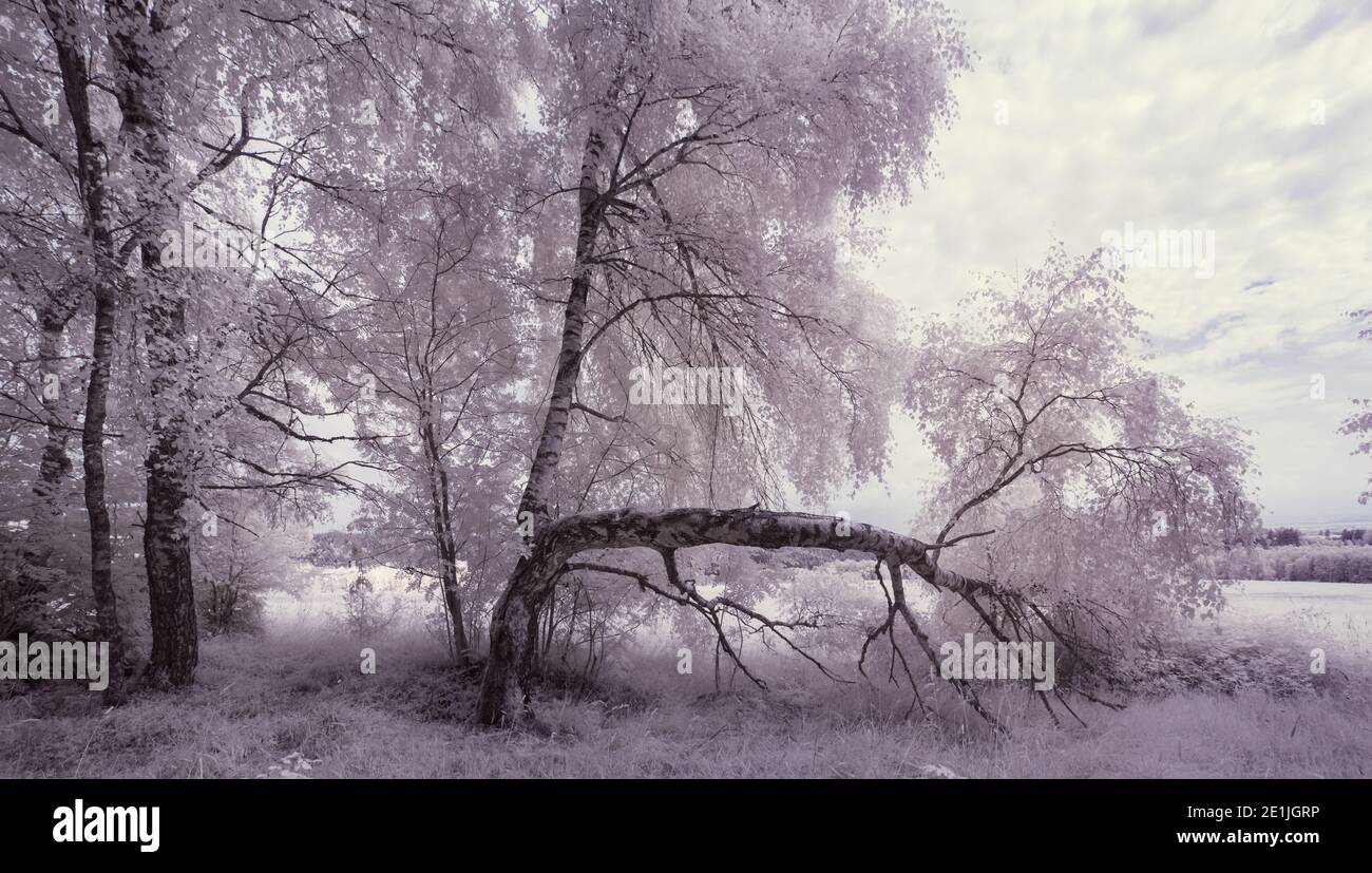 infrared photography - ir photo of landscape with tree under sky with ...