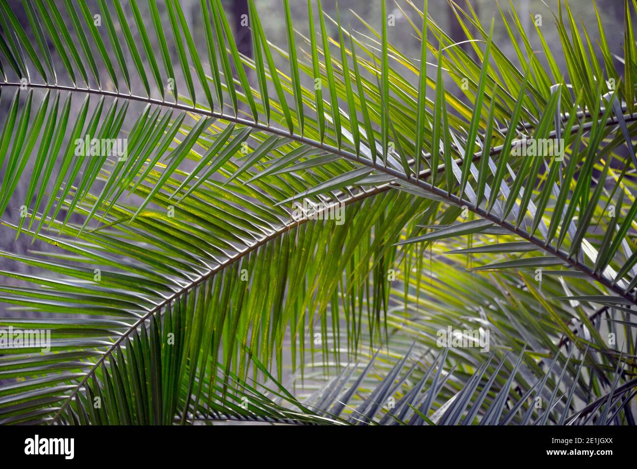 Palm leaf formations, Karen, Nairobi, Kenya Stock Photo - Alamy