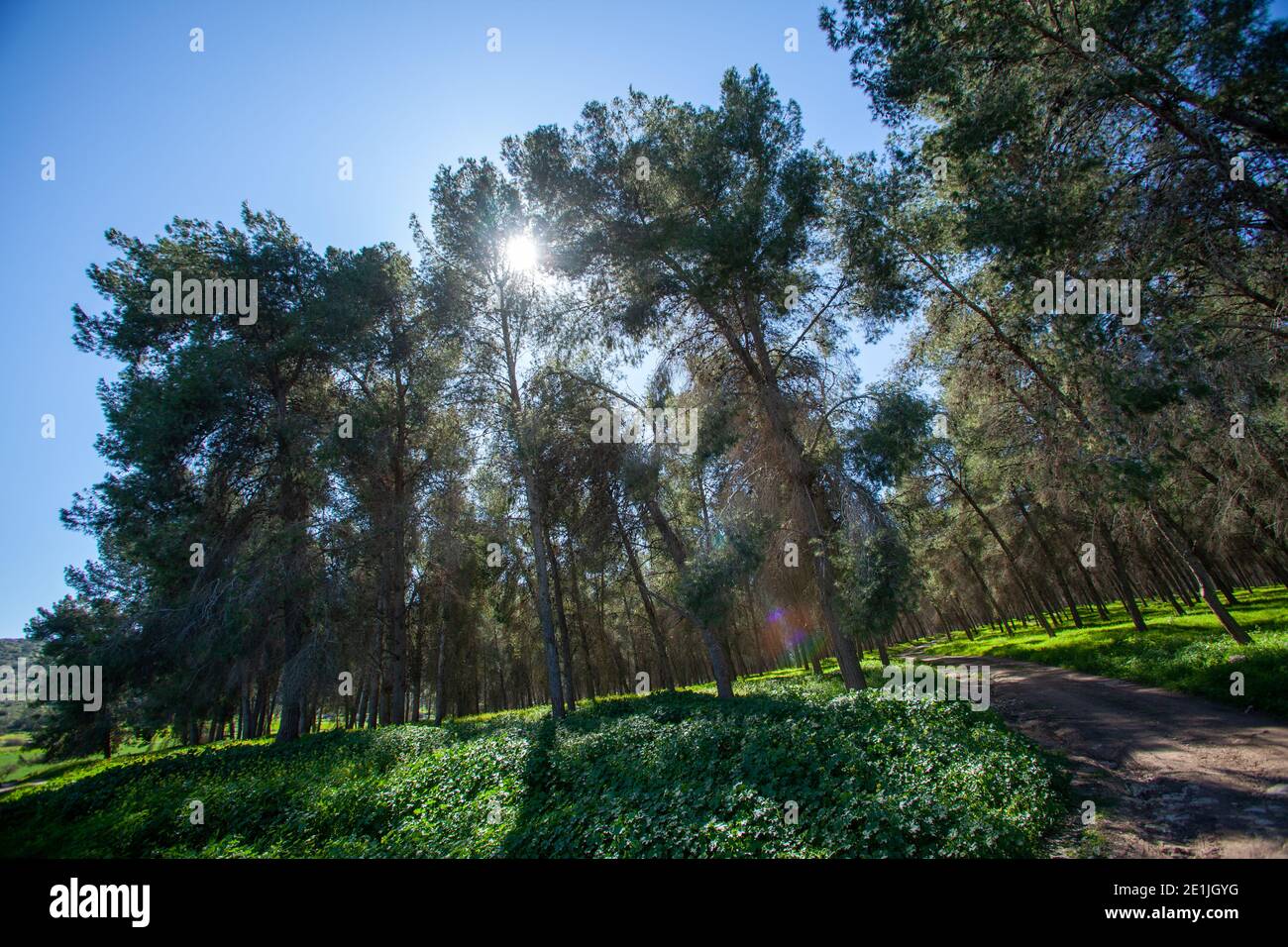 Mediterranean forests - Pinus halepensis forest Stock Photo - Alamy