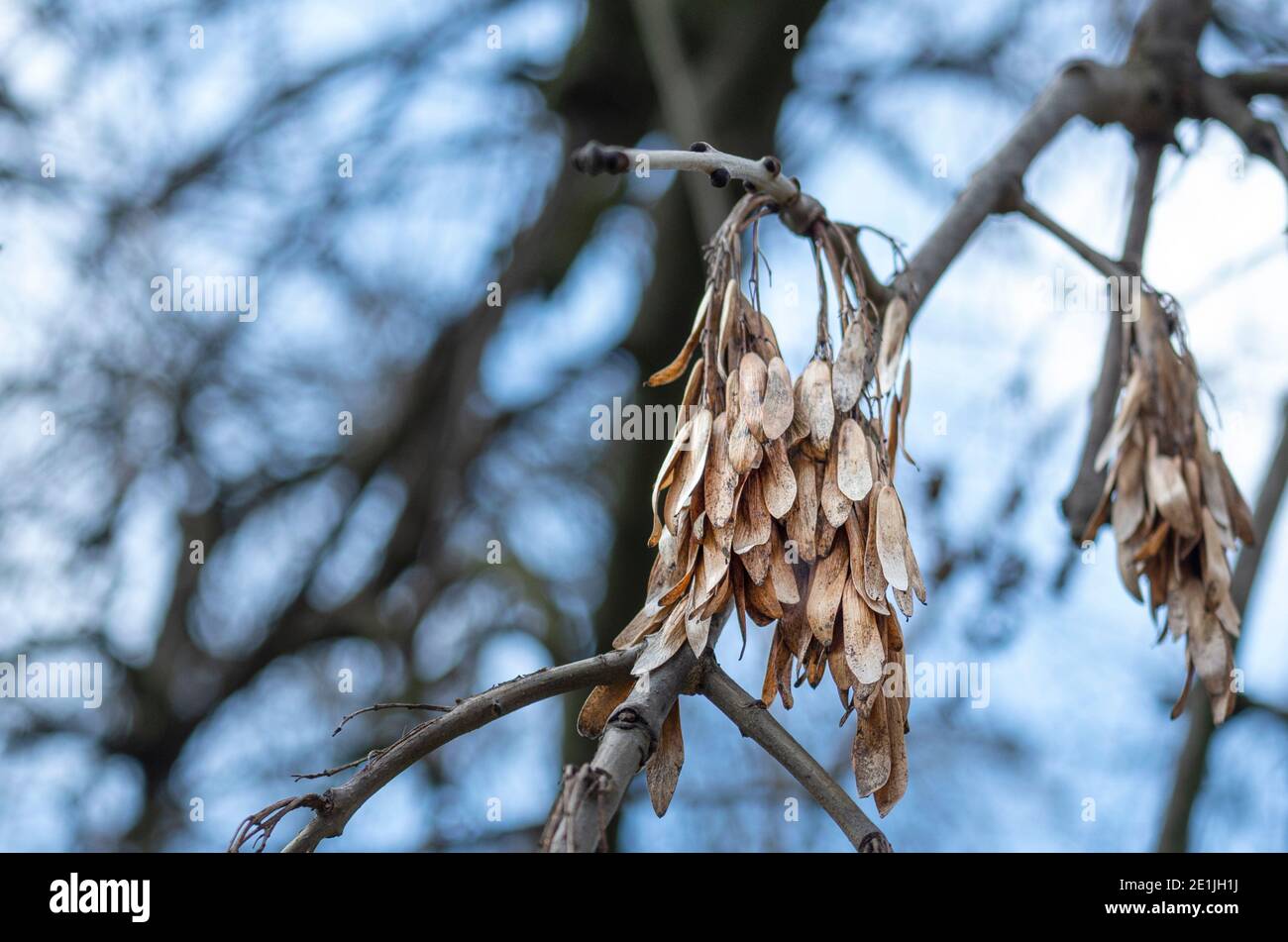 Box elder tree hi-res stock photography and images - Alamy
