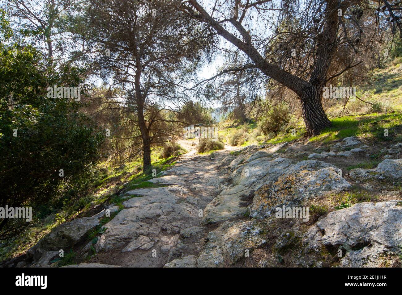 Mediterranean forests - Pinus halepensis forest Stock Photo - Alamy