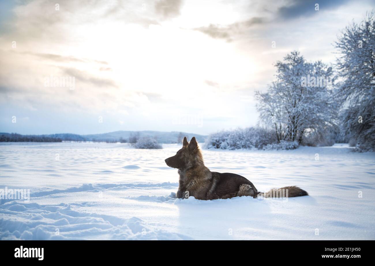 German Shepherd In Snow Wallpaper