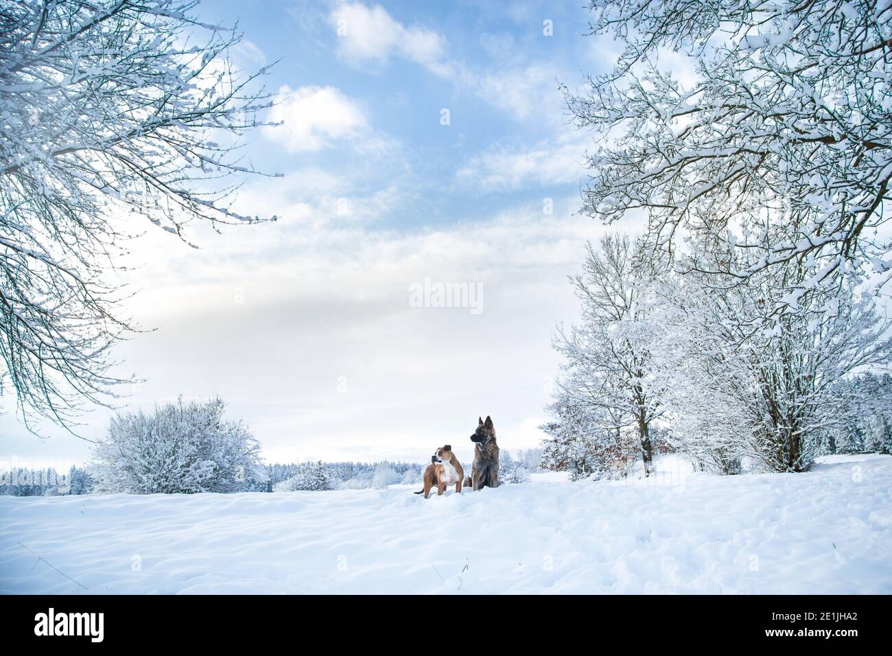 Two dogs in the snow on a cold winter day, a German Shepherd Dog and a ...