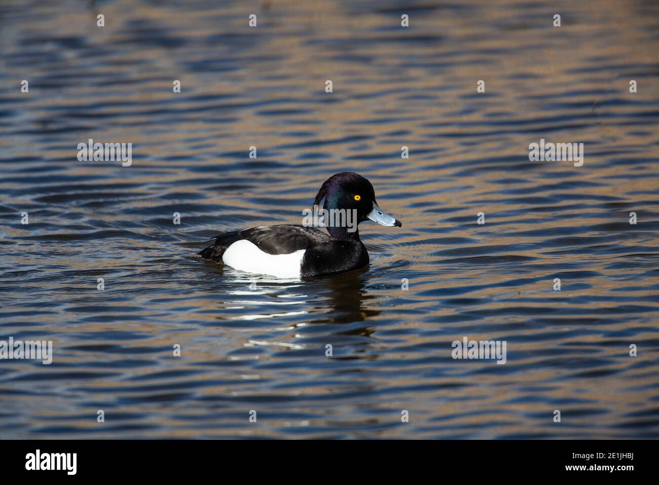 Tufted Duck Aythya fuligula on an inland lake with its small crest ...