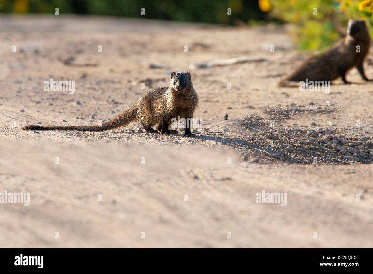 Egyptian mongoose (Herpestes ichneumon Stock Photo - Alamy