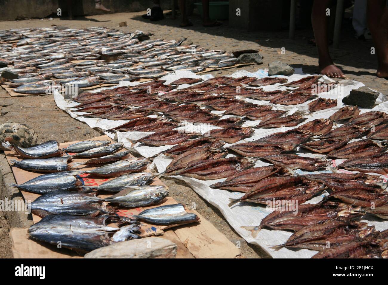 Gutted and split fish as the sun dries on the ground on top of ...