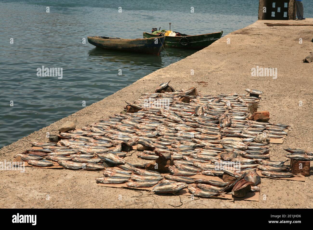Gutted and split fish as the sun dries on the ground on top of ...