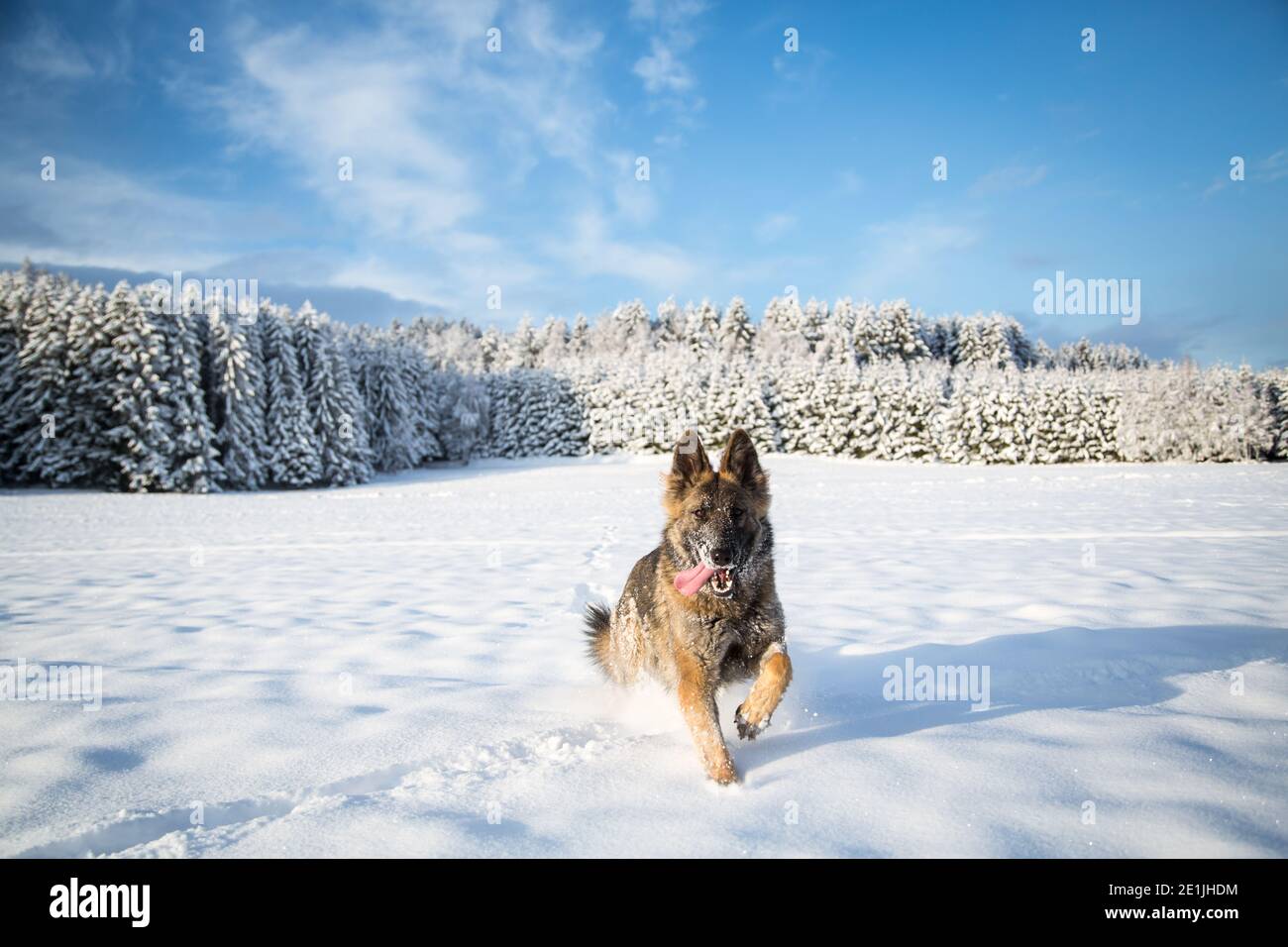 How Cold Can A German Shepherd Get
