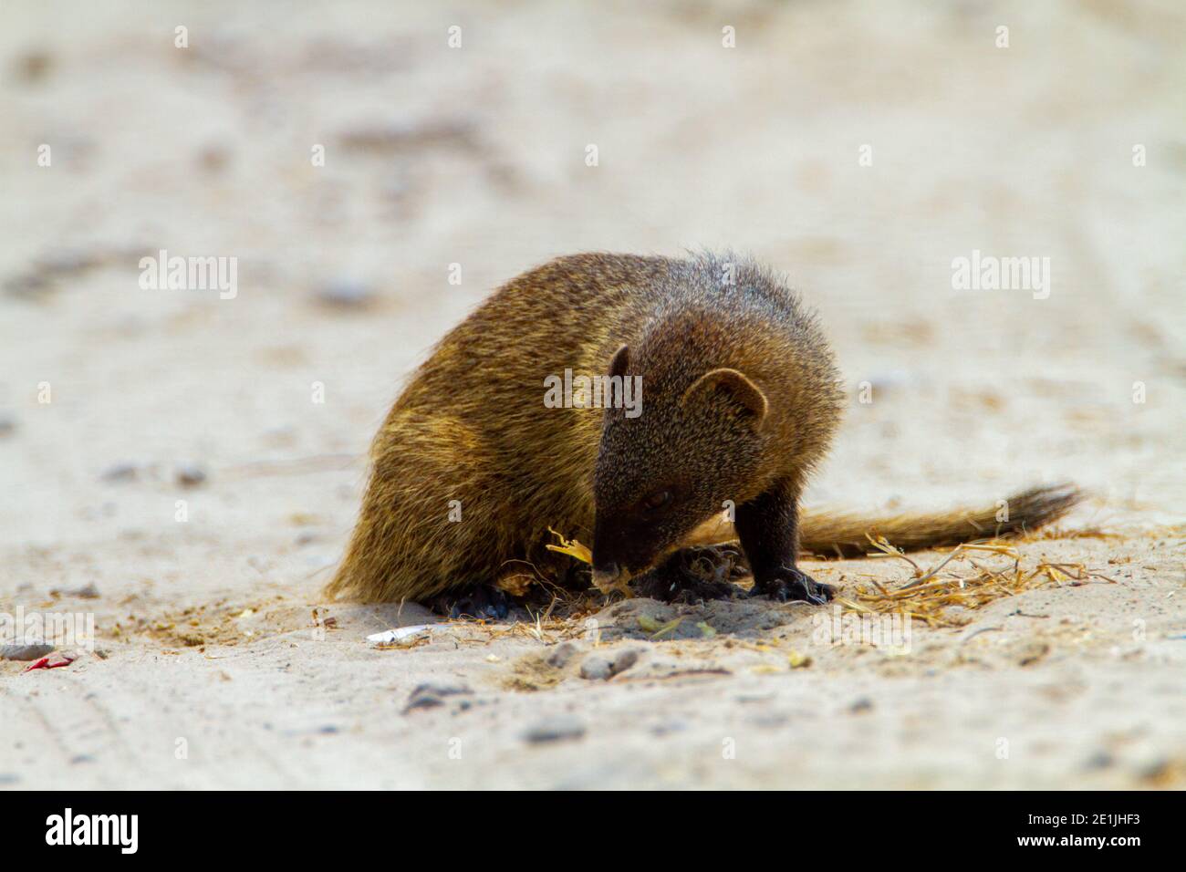 Egyptian mongoose (Herpestes ichneumon Stock Photo - Alamy