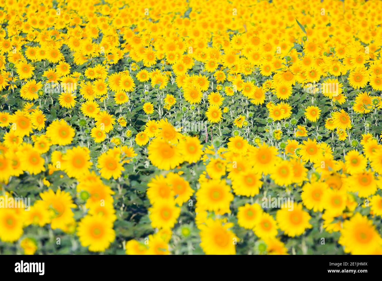 Colorful yellow of sunflowers Stock Photo - Alamy
