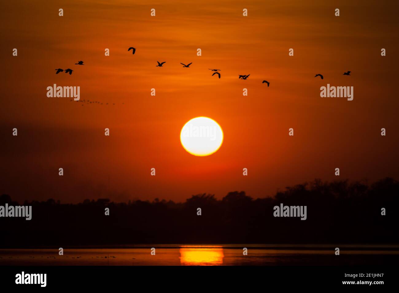 Birds flying background sunset Stock Photo - Alamy