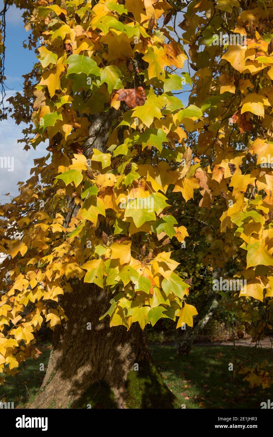 Bright Yellow Autumn Leaves on a Deciduous Tulip Tree (Liriodendron ...