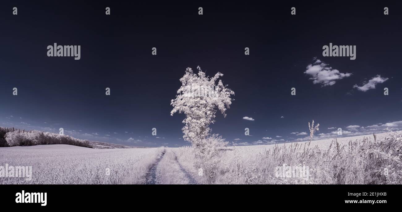 infrared photography - ir photo of landscape with tree under sky with ...
