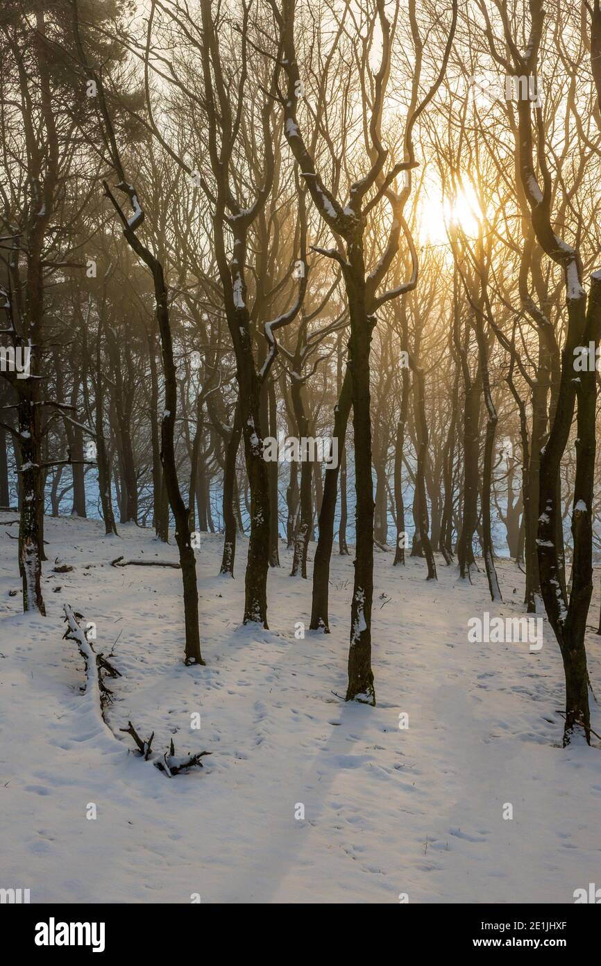 Winter sun filtered through trees of a Peak District woodland Stock ...
