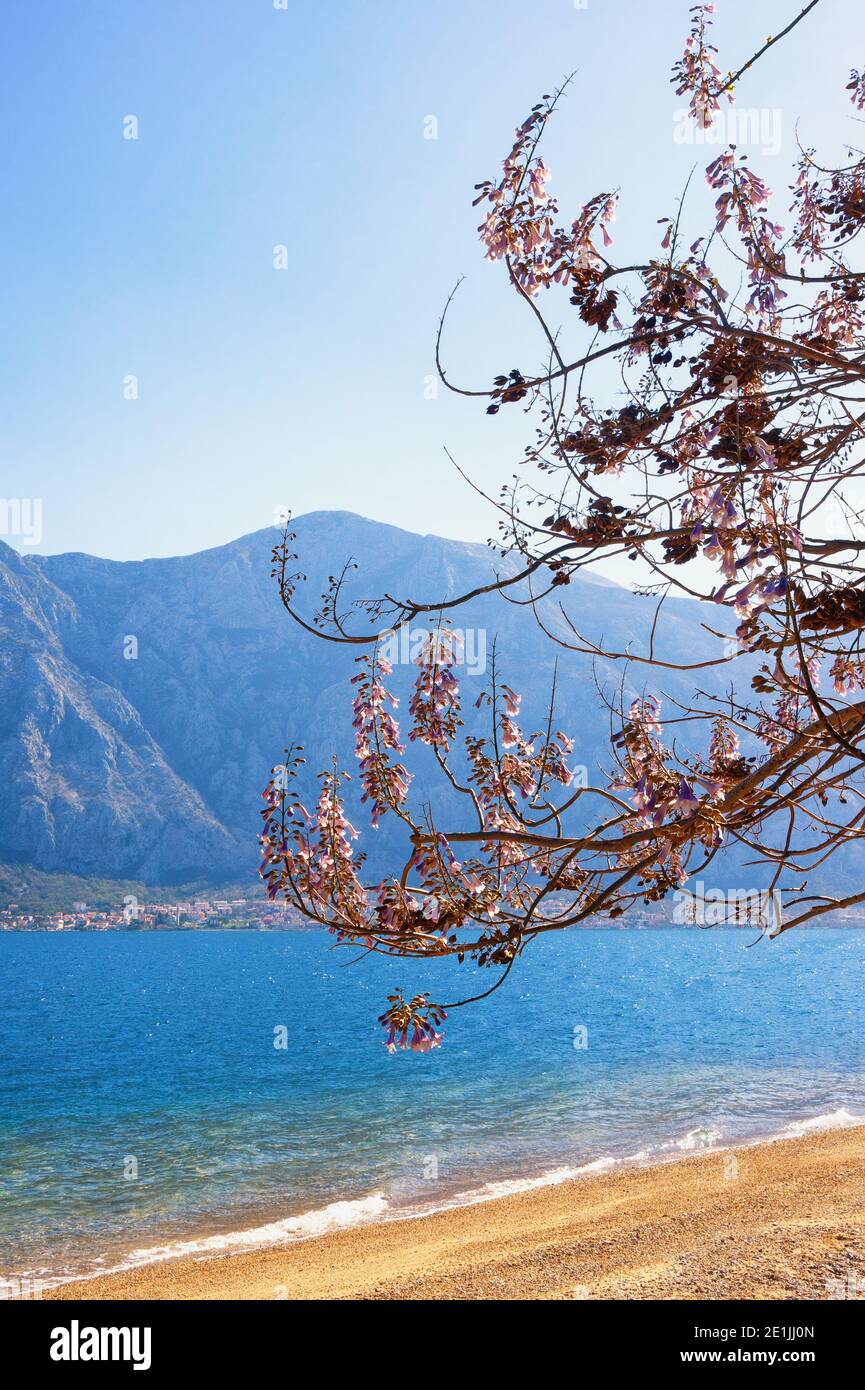 Spring flowers. Montenegro. View of Kotor Bay and branches of flowering ...