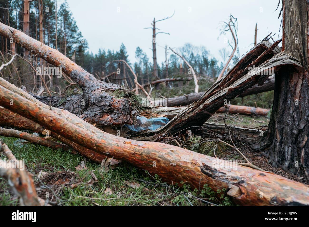 Environmental issues, problems. Plastic bottle in trunk of pine fallen ...