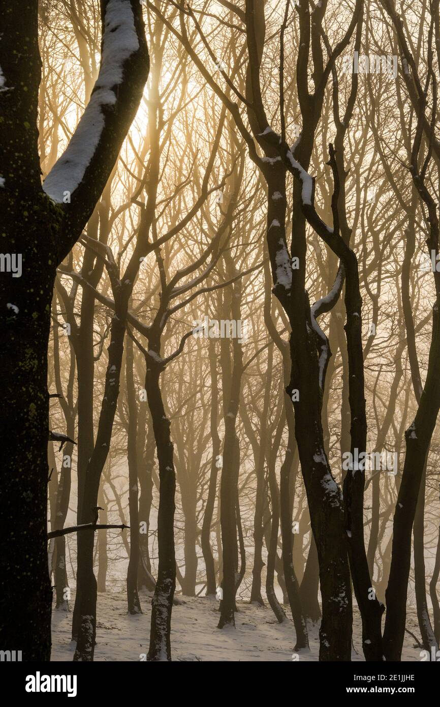 Winter sun filtered through trees of a Peak District woodland Stock ...