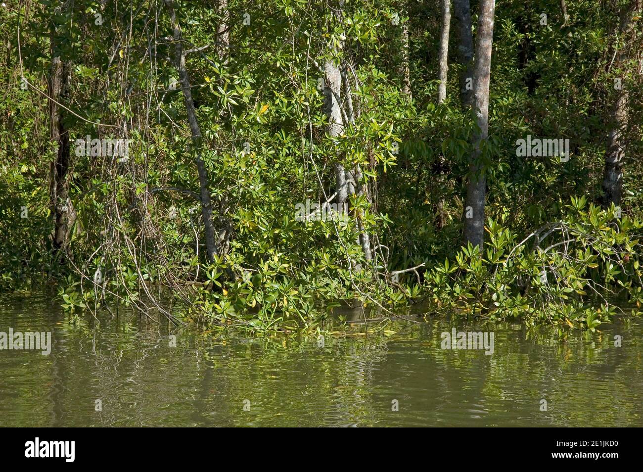 Sierpe terraba mangrove hi-res stock photography and images - Alamy