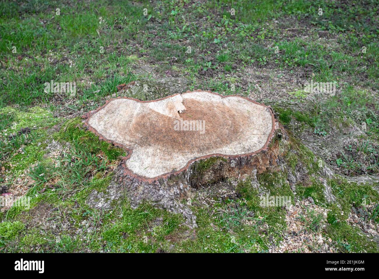 Tree cut in the forest. Isolated. Isolated cut trunck Stock Photo - Alamy