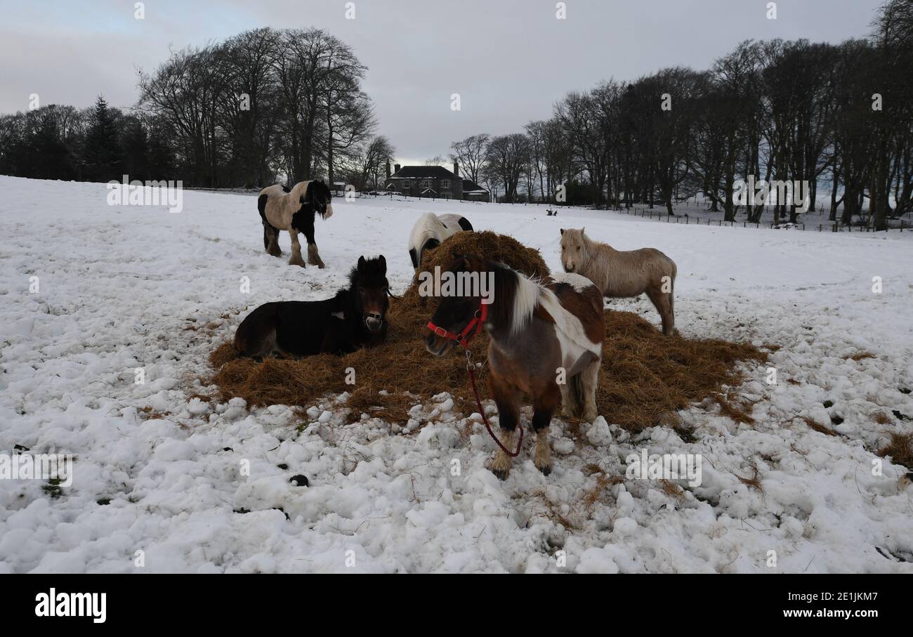Scottish borders donkey hi-res stock photography and images - Alamy