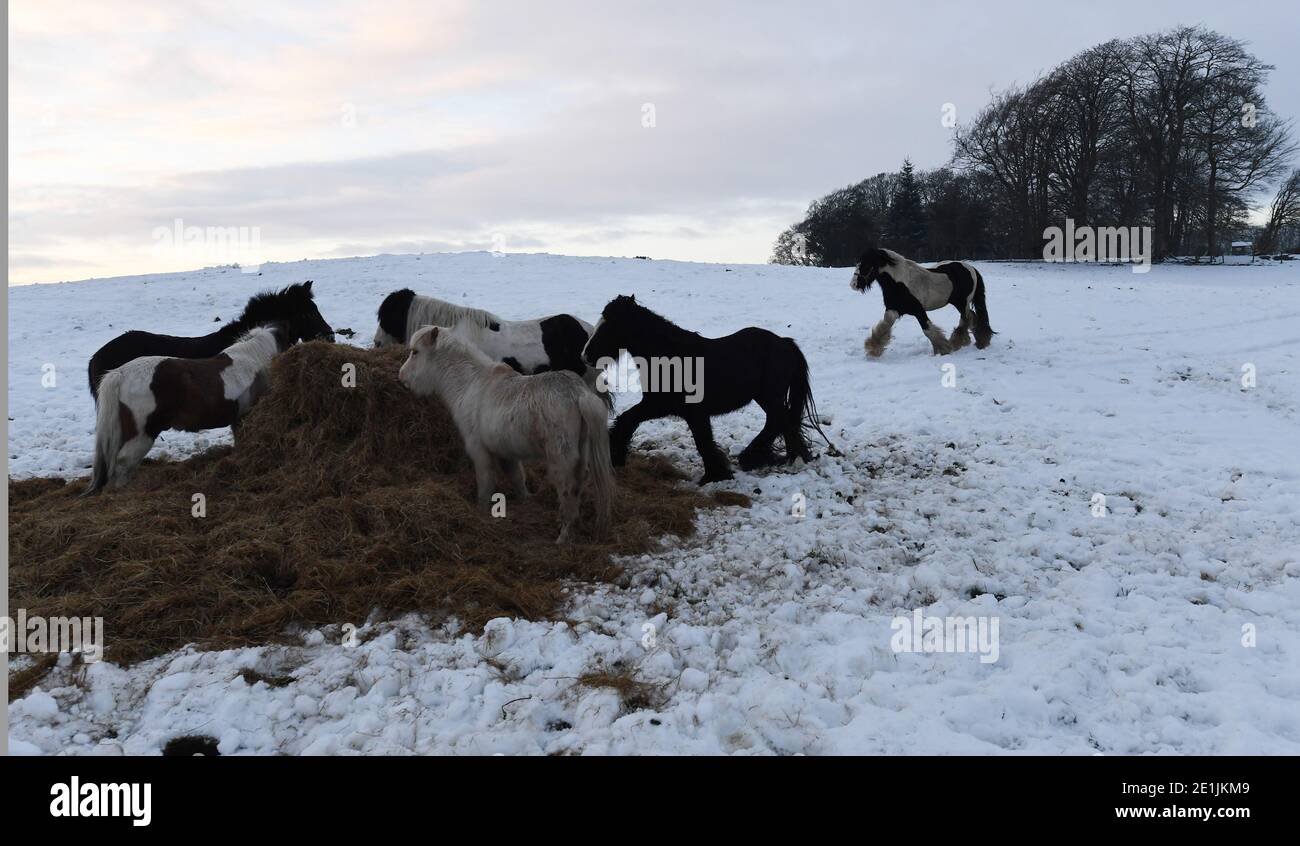 Down on the farm hi-res stock photography and images - Alamy