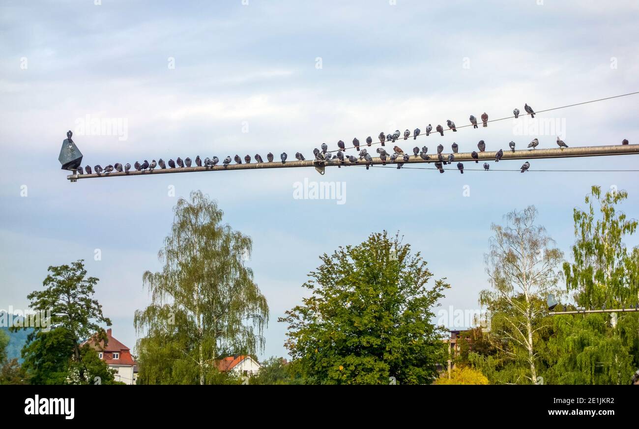 Pigeon swarm on summer hi-res stock photography and images - Alamy