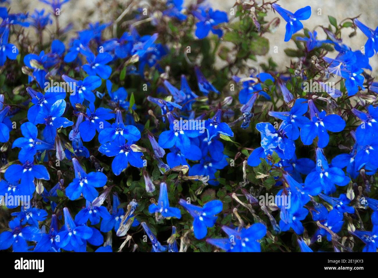 blue flowers in the garden Stock Photo - Alamy