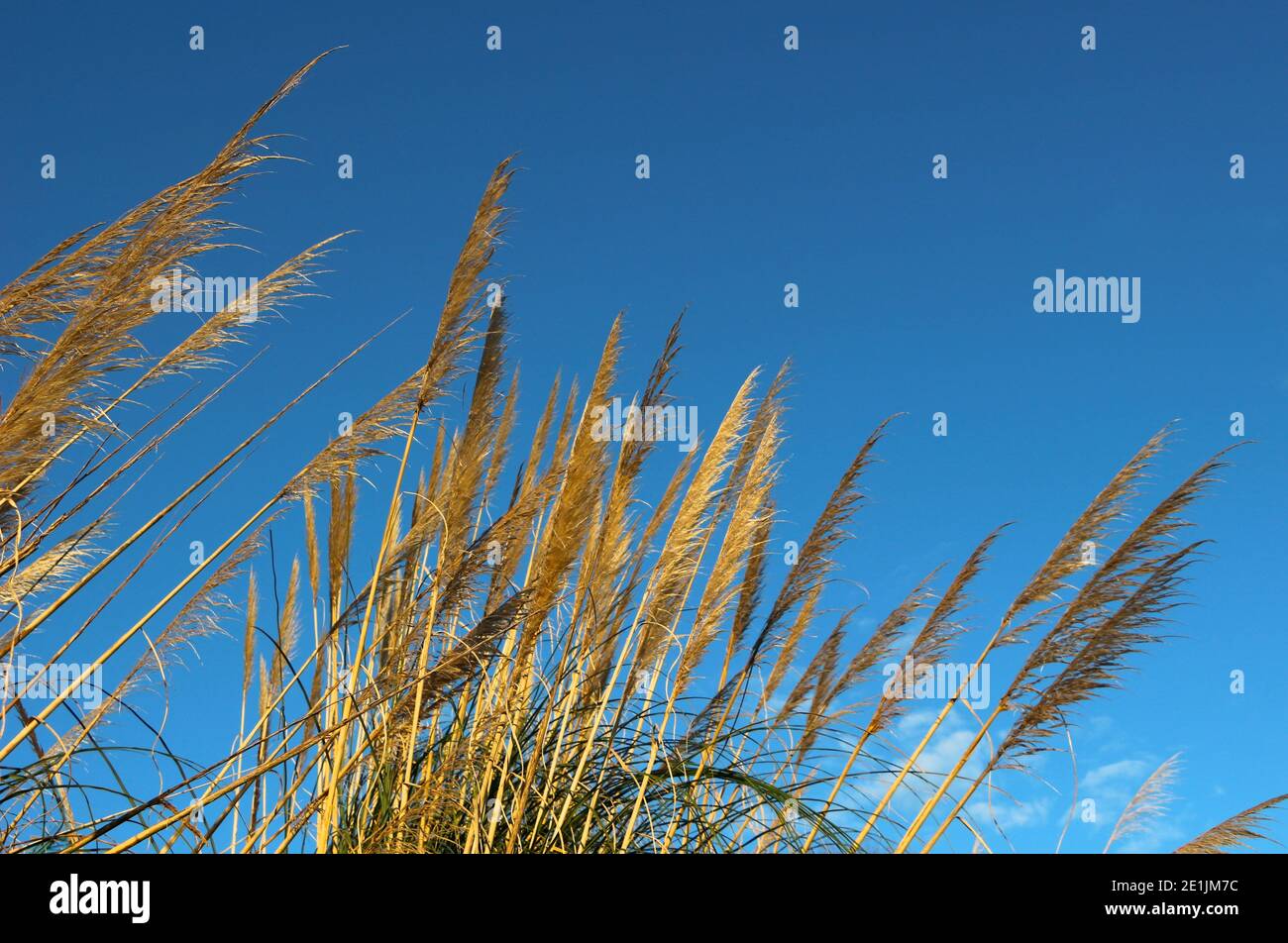 Reed Grasses High Resolution Stock Photography and Images - Alamy