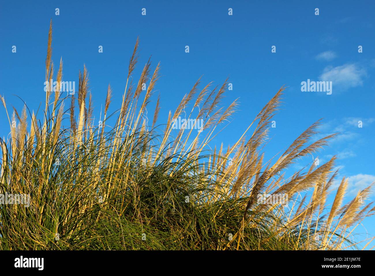 Perennial reed grasses Phragmites australis high on a grassy bank in a ...