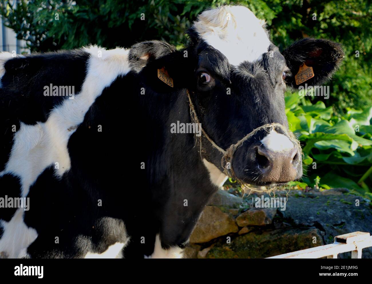 Bos Taurus Taurus High Resolution Stock Photography and Images - Alamy