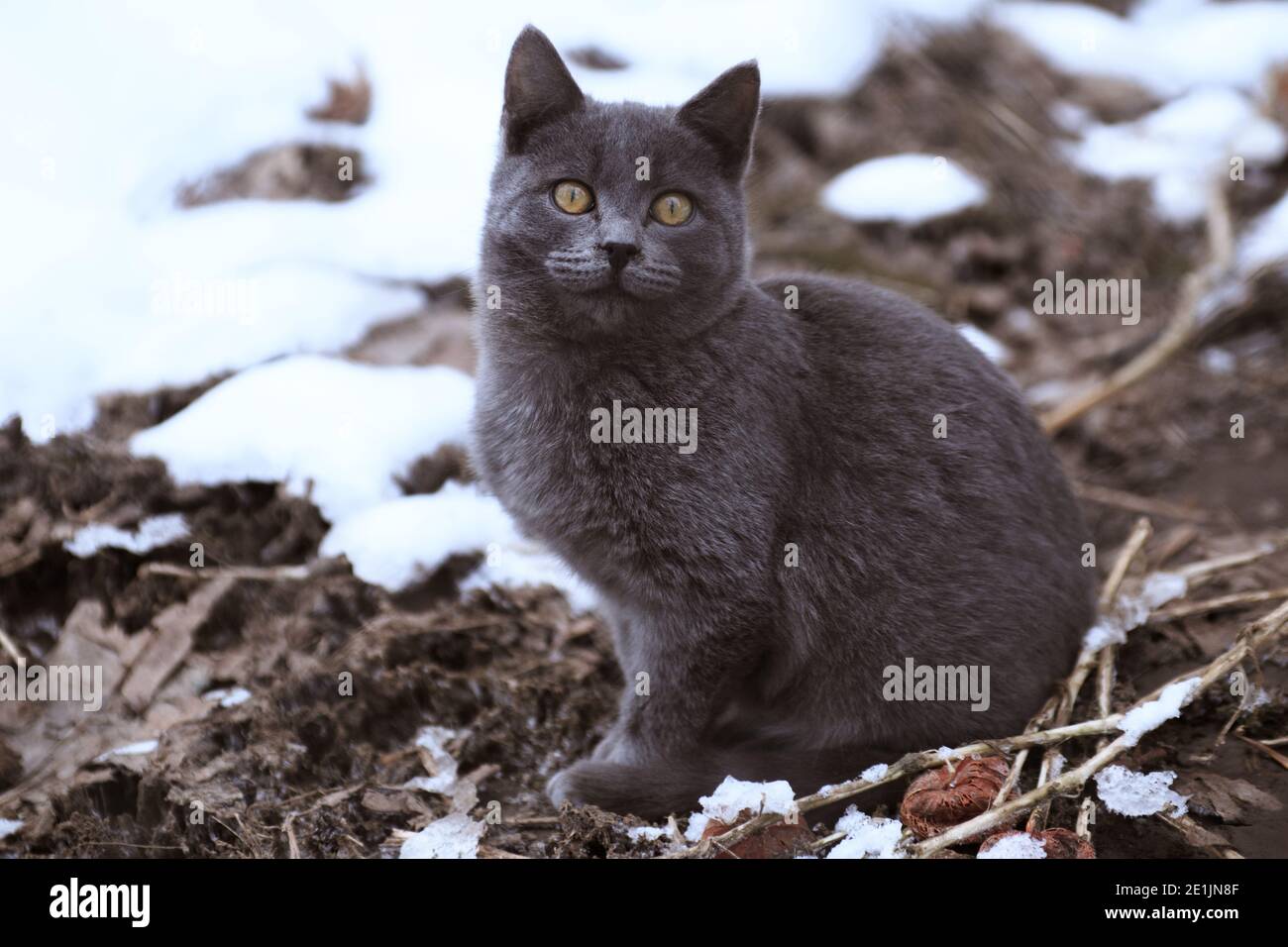 Homeless beautiful smoky cat on hi-res stock photography and images - Alamy