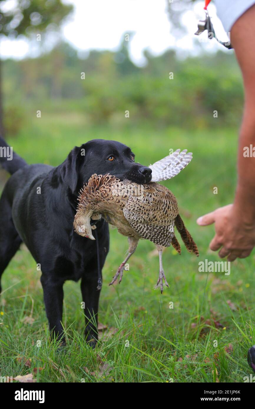 Black lab pheasant hi-res stock photography and images - Alamy