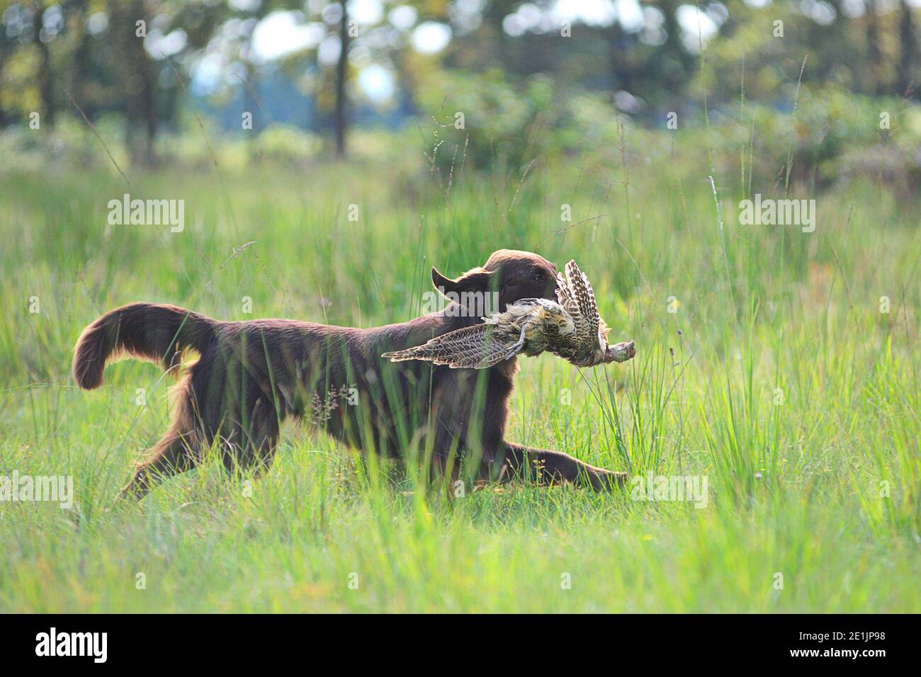 Liver Flat Coated Retriever is retrieving a pheasant. Profile shot of a ...