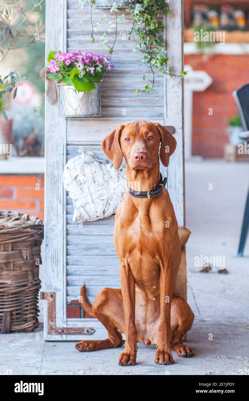 Beautiful Hungarian Vizsla sitting and posing for the camera in a rural ...