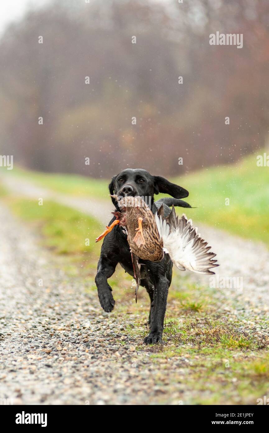 Black Labrador Retriever retrieving duck on a hunting day. Labradors ...