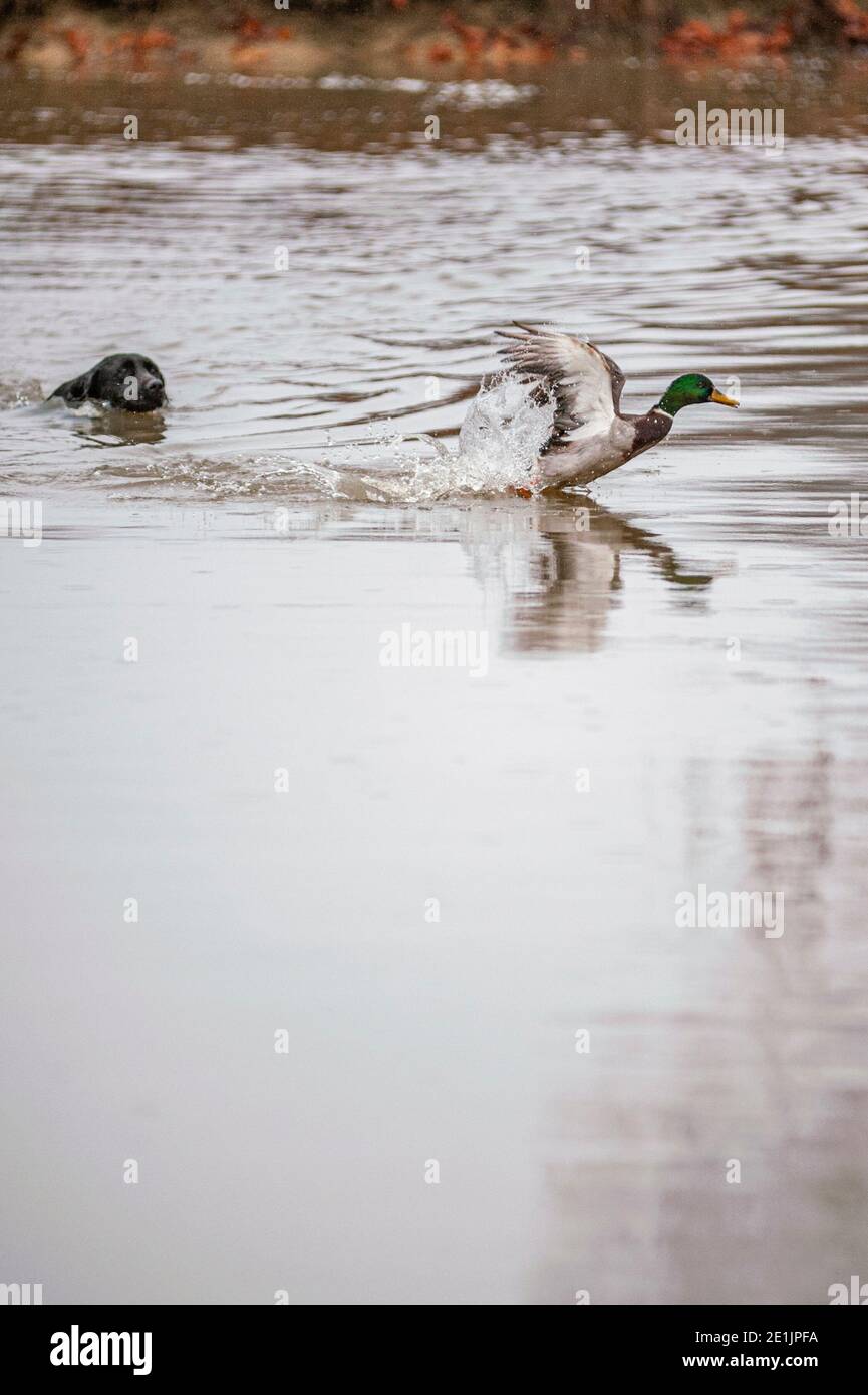 Black Labrador Retriever retrieving duck from lake. Labradors love ...