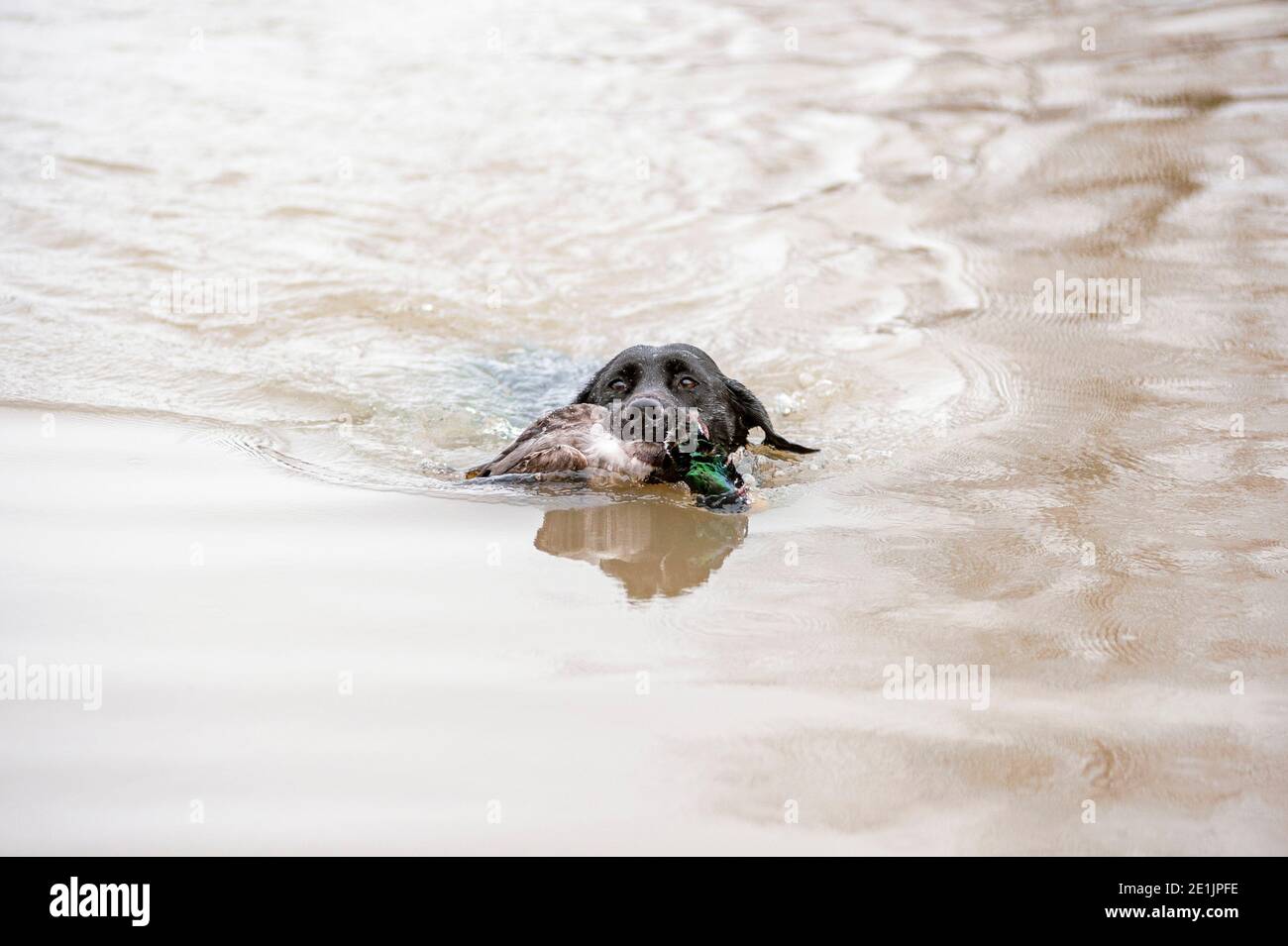 Labrador retriever with duck hi-res stock photography and images - Alamy