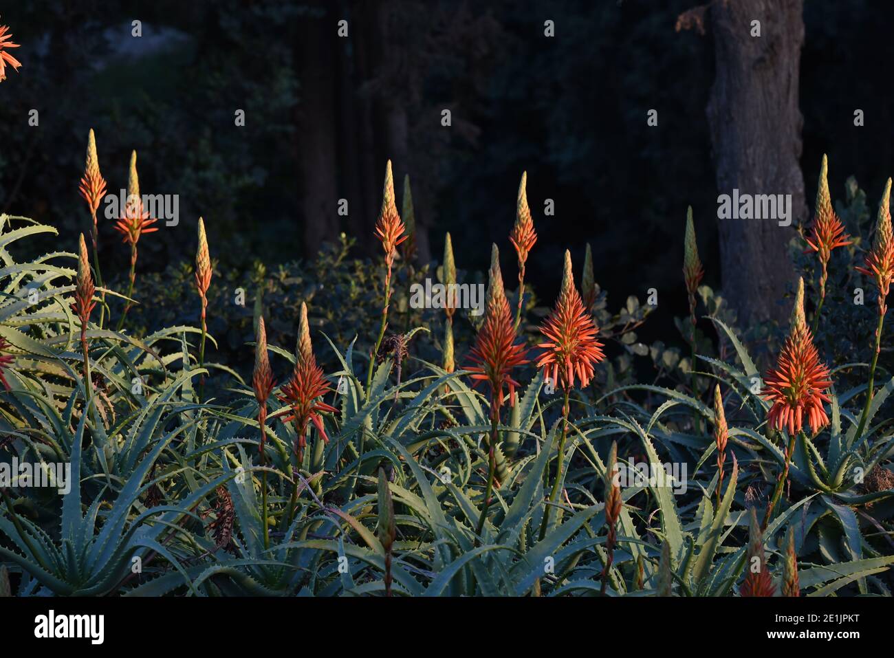 Blooming aloe vera hi-res stock photography and images - Alamy