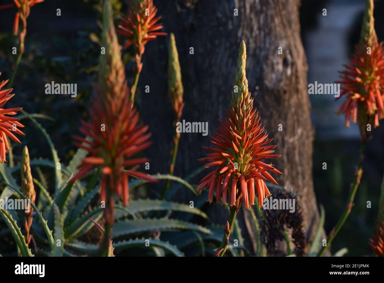 wild aloe plant with blooming flowers. blooming aloe vera Stock Photo ...