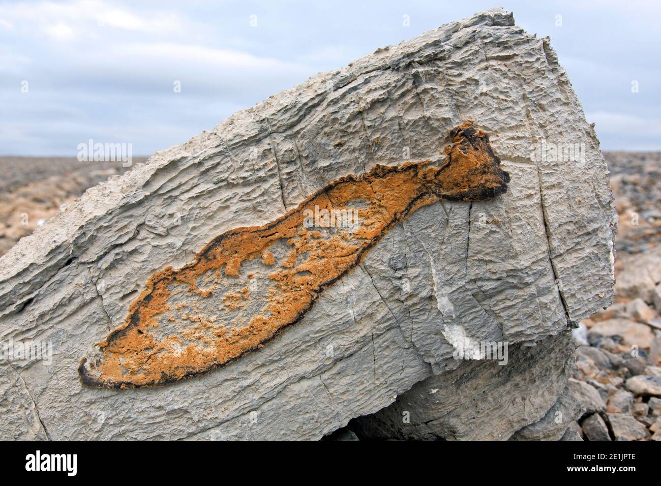 Iron minerals deposited in fish shape on limestone rock at Kinnvika ...
