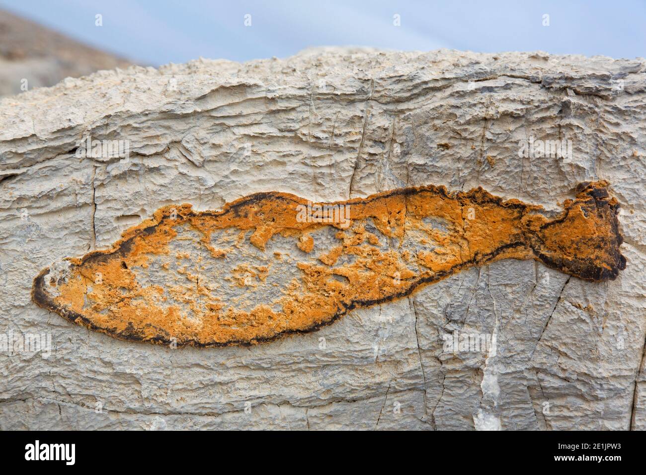 Iron minerals deposited in fish shape on limestone rock at Kinnvika ...