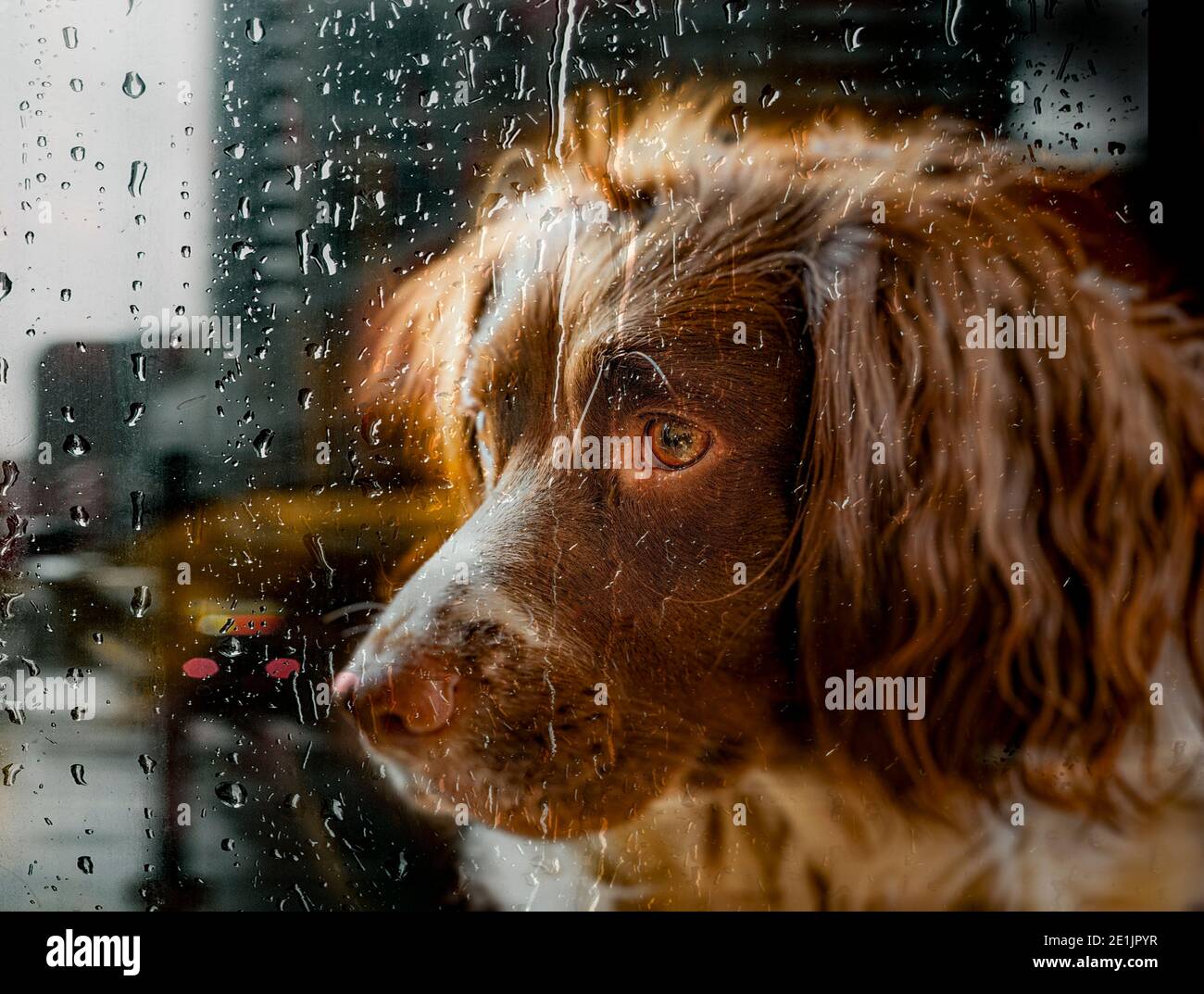 Spaniel on look out hi-res stock photography and images - Alamy