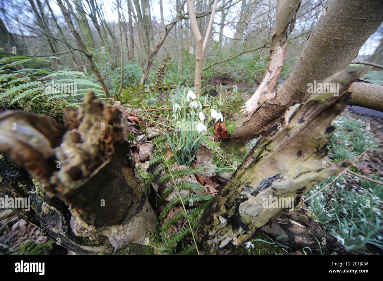 Troon, Ayrshire, Scotland, UK, Fullerton Wood with snowdrops . For ...